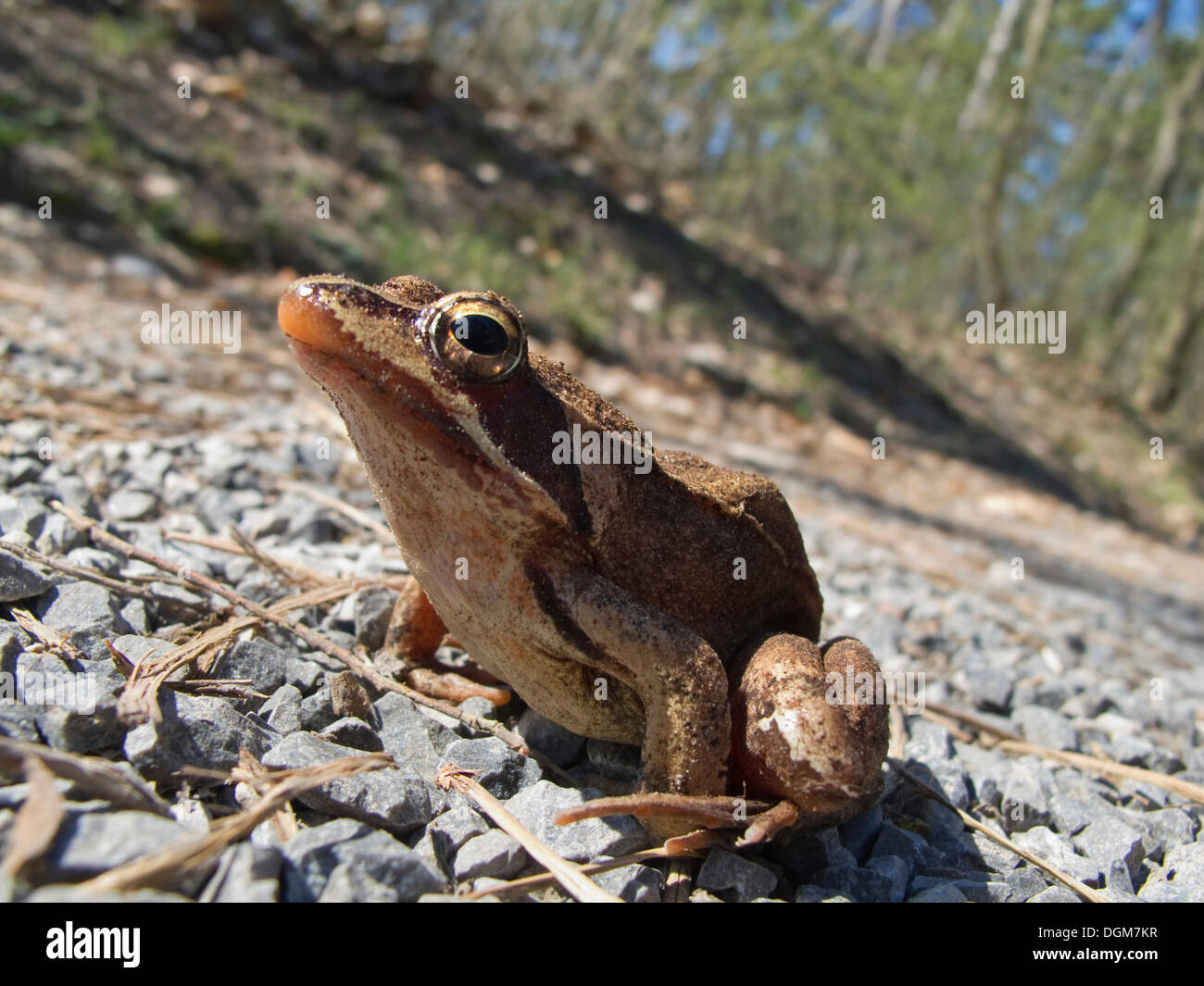 Common Frog (Rana temporaria Stock Photo - Alamy