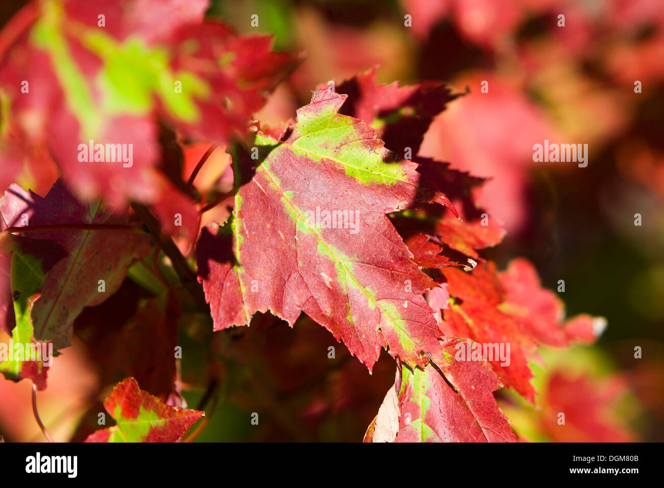 Autumn-colored leaves of a Maple tree (Acer), Indian summer, New ...