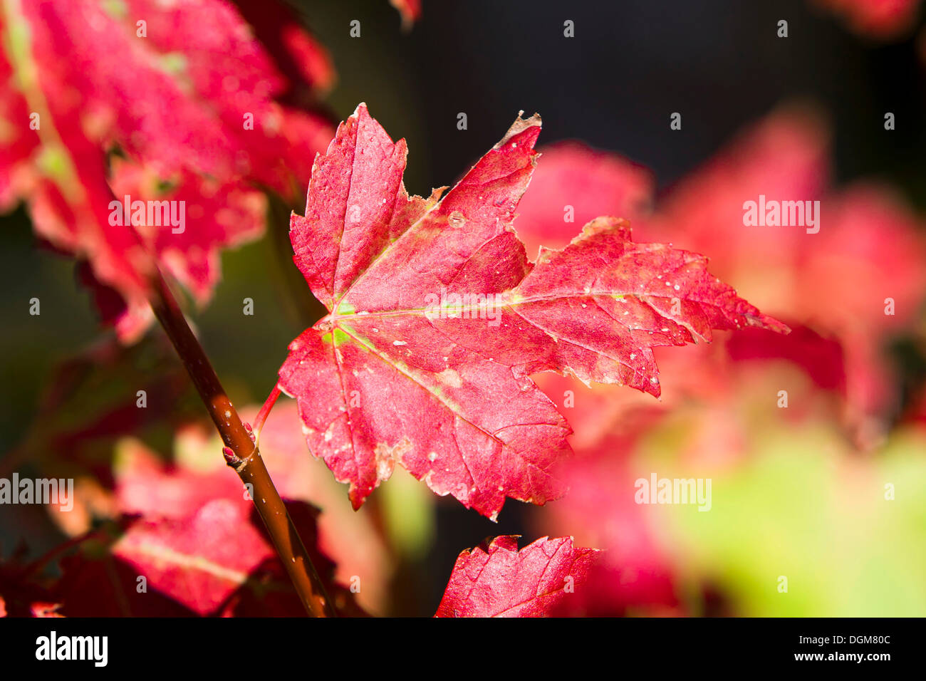 Autumn-colored leaves of a Maple tree (Acer), Indian summer, New ...