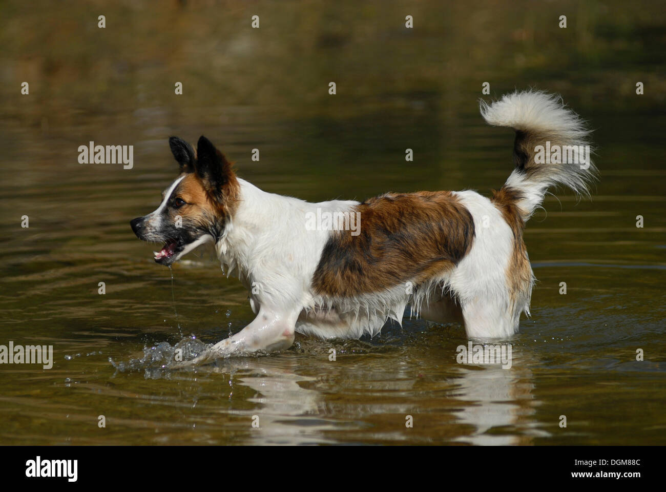 Animals splashing in water hi-res stock photography and images - Alamy