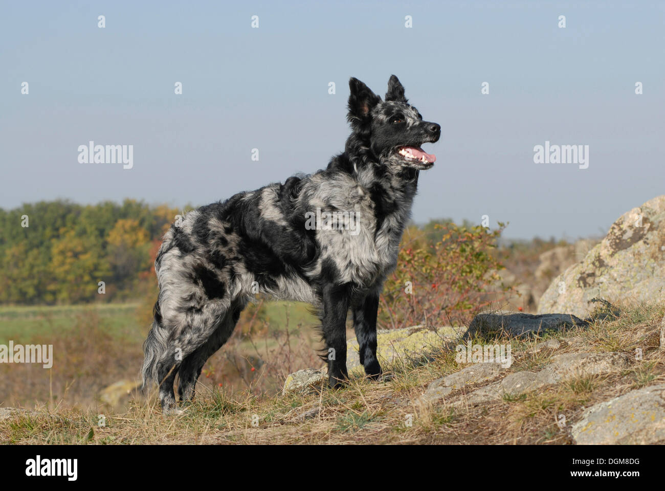 Mudi breed hi-res stock photography and images - Alamy