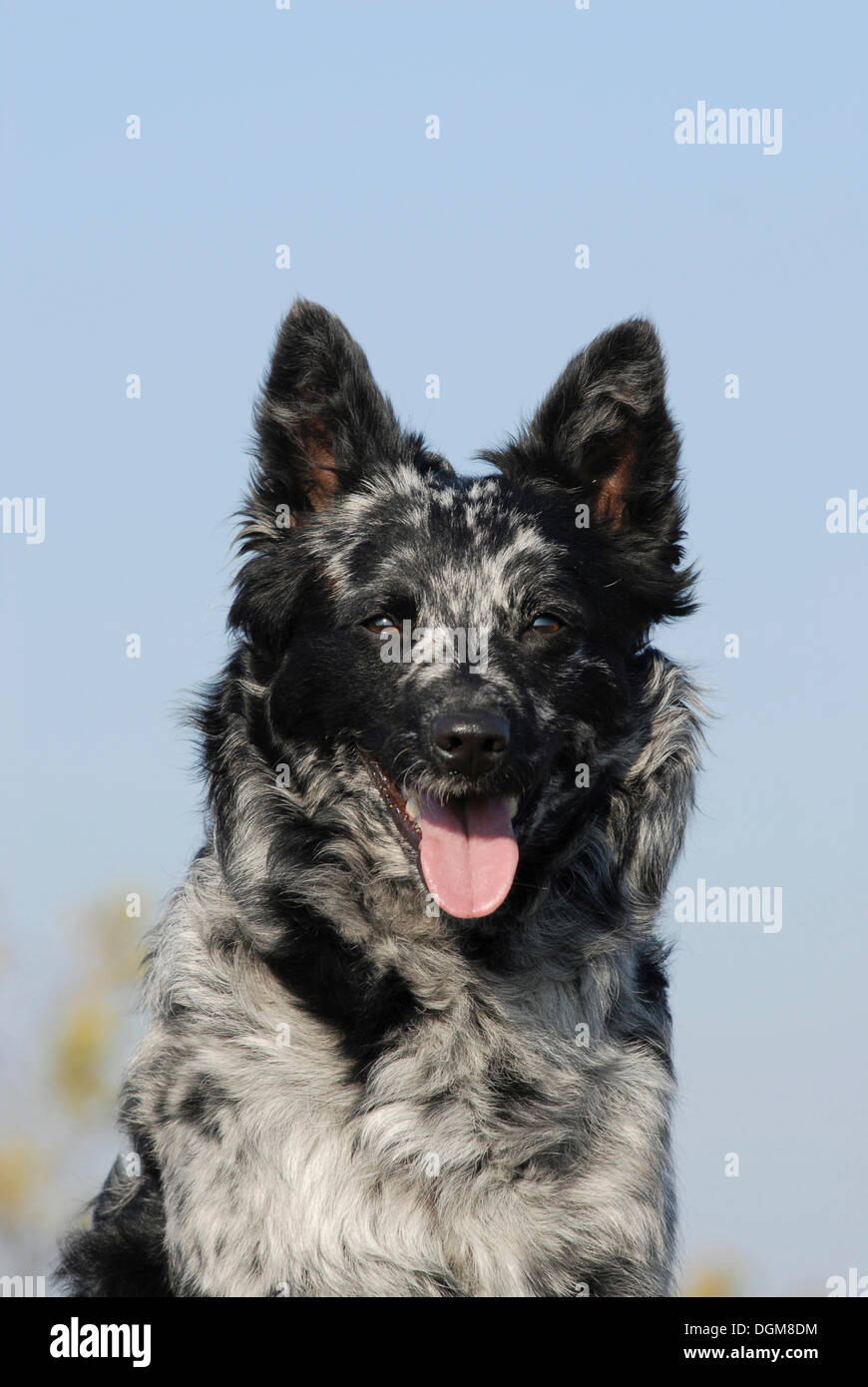 Mudi breed hi-res stock photography and images - Alamy