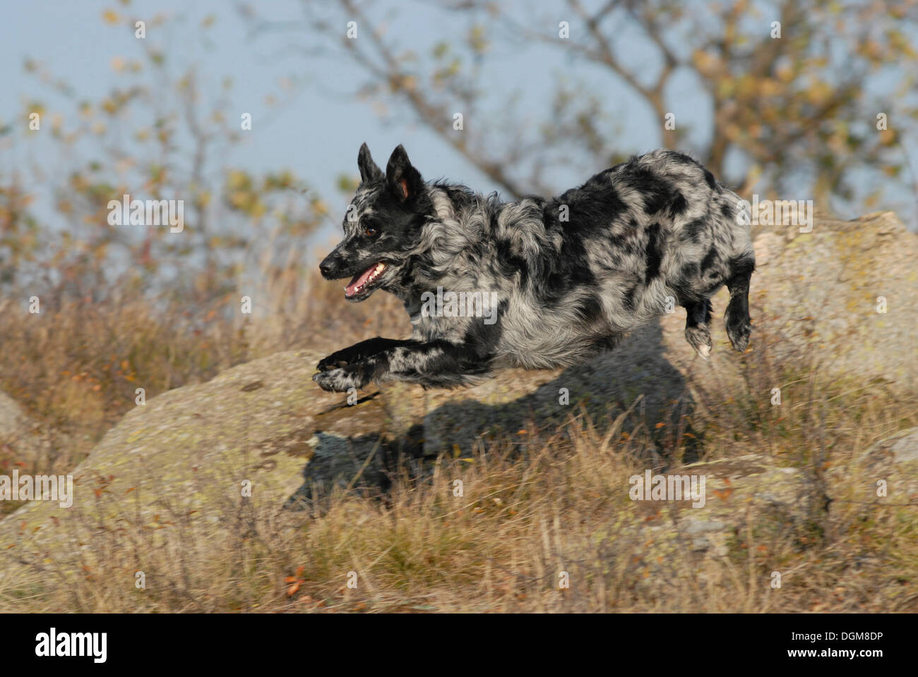 Mudi running through bushes Stock Photo - Alamy