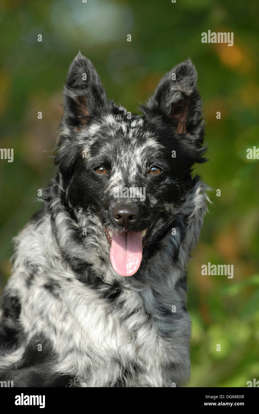 Mudi portrait outdoors Stock Photo - Alamy