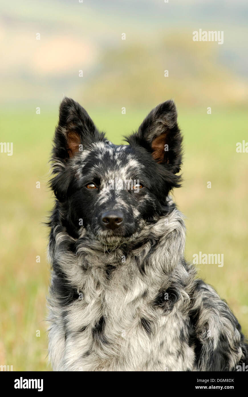 Mudi portrait outdoors Stock Photo - Alamy