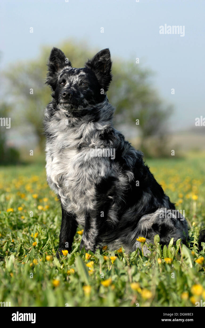 Mudi breed hi-res stock photography and images - Alamy