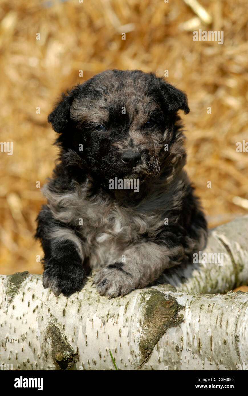 Mudi puppy, 5 weeks, sitting behind a branch Stock Photo - Alamy