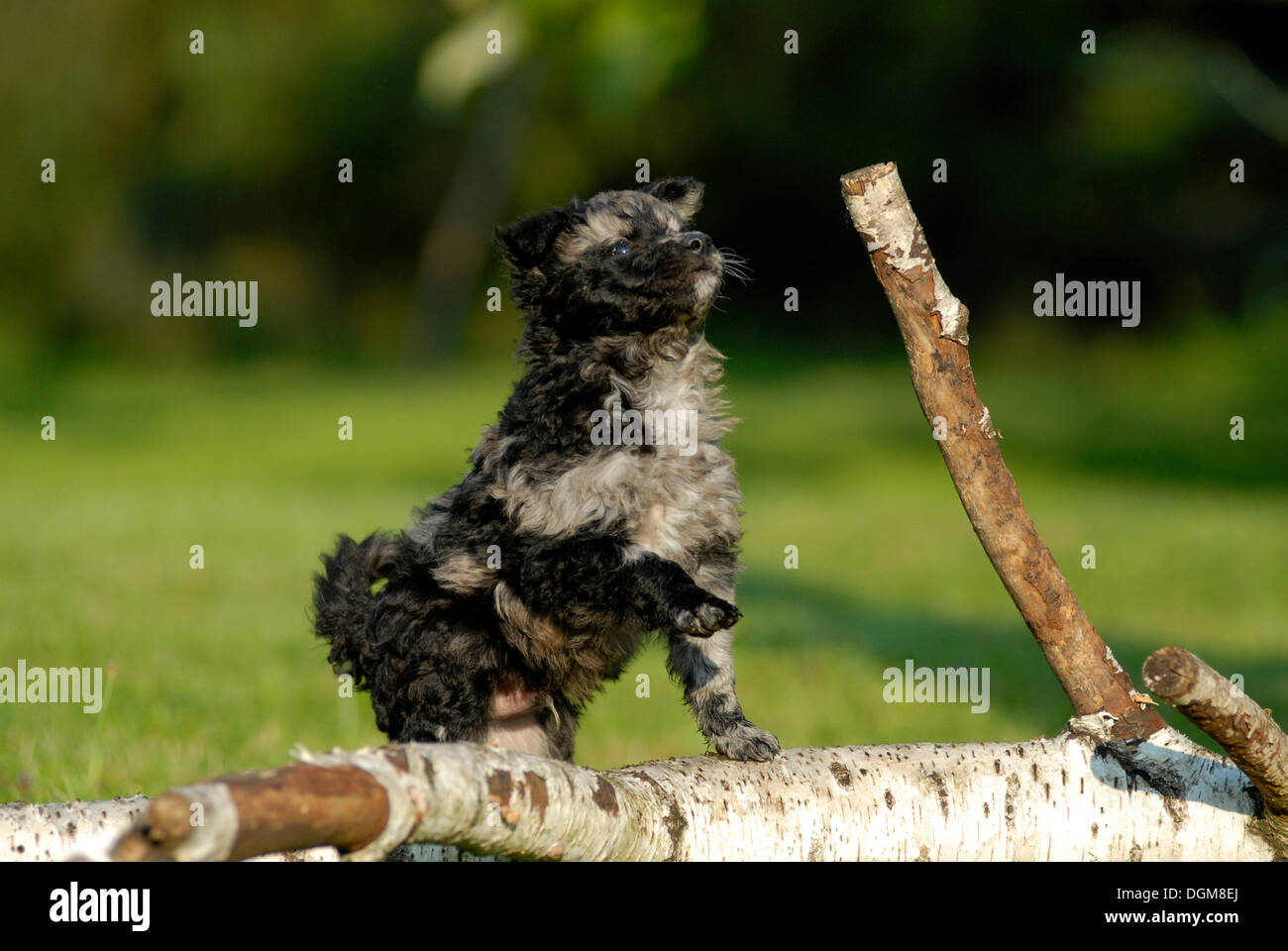 Mudi puppy hi-res stock photography and images - Alamy