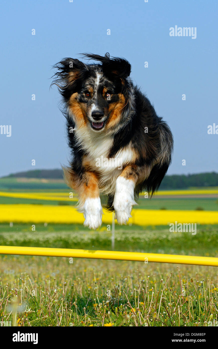 Australian shepherd agility hi-res stock photography and images - Alamy