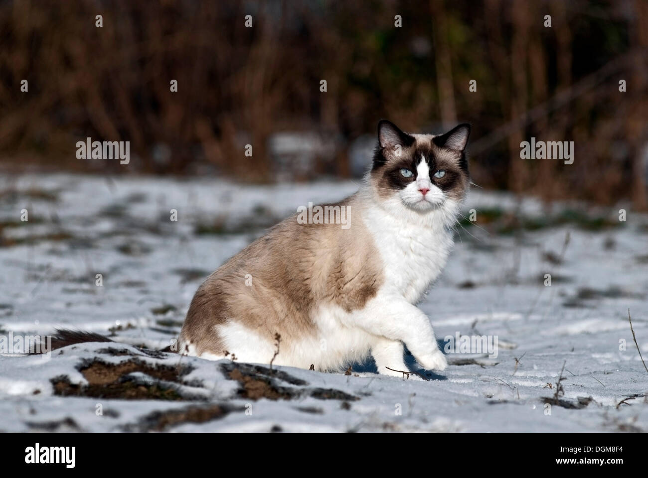Ragdoll cat sitting in the snow Stock Photo - Alamy