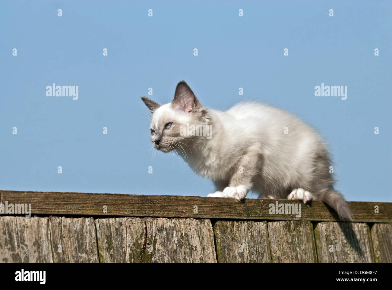 Ragdoll cat sitting on the edge of a fence Stock Photo - Alamy