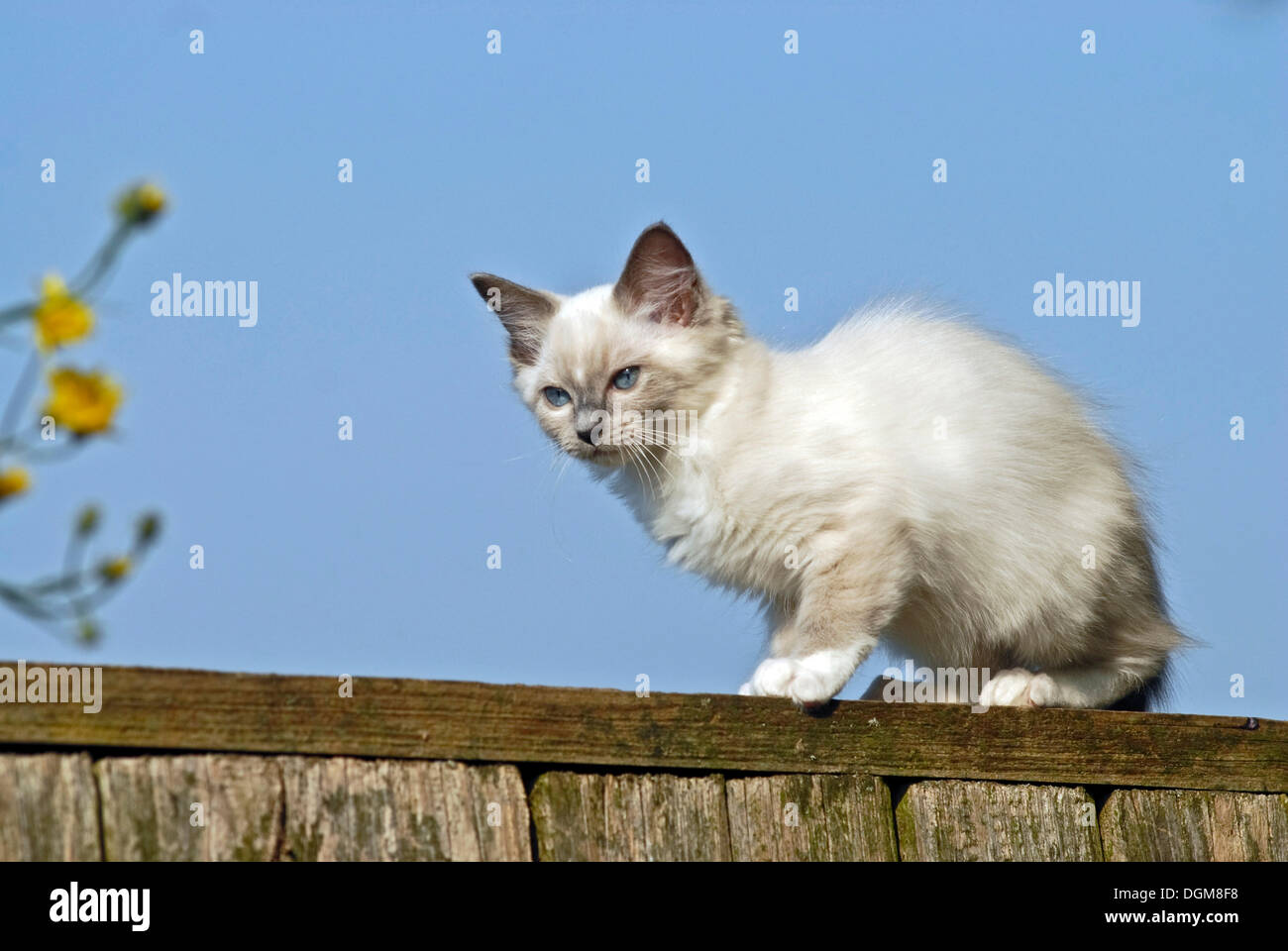 Ragdoll cat sitting on the edge of a fence Stock Photo - Alamy