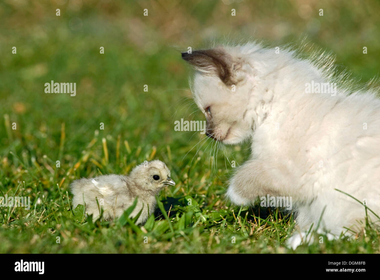 Ragdoll kitten with a chick on a meadow Stock Photo - Alamy