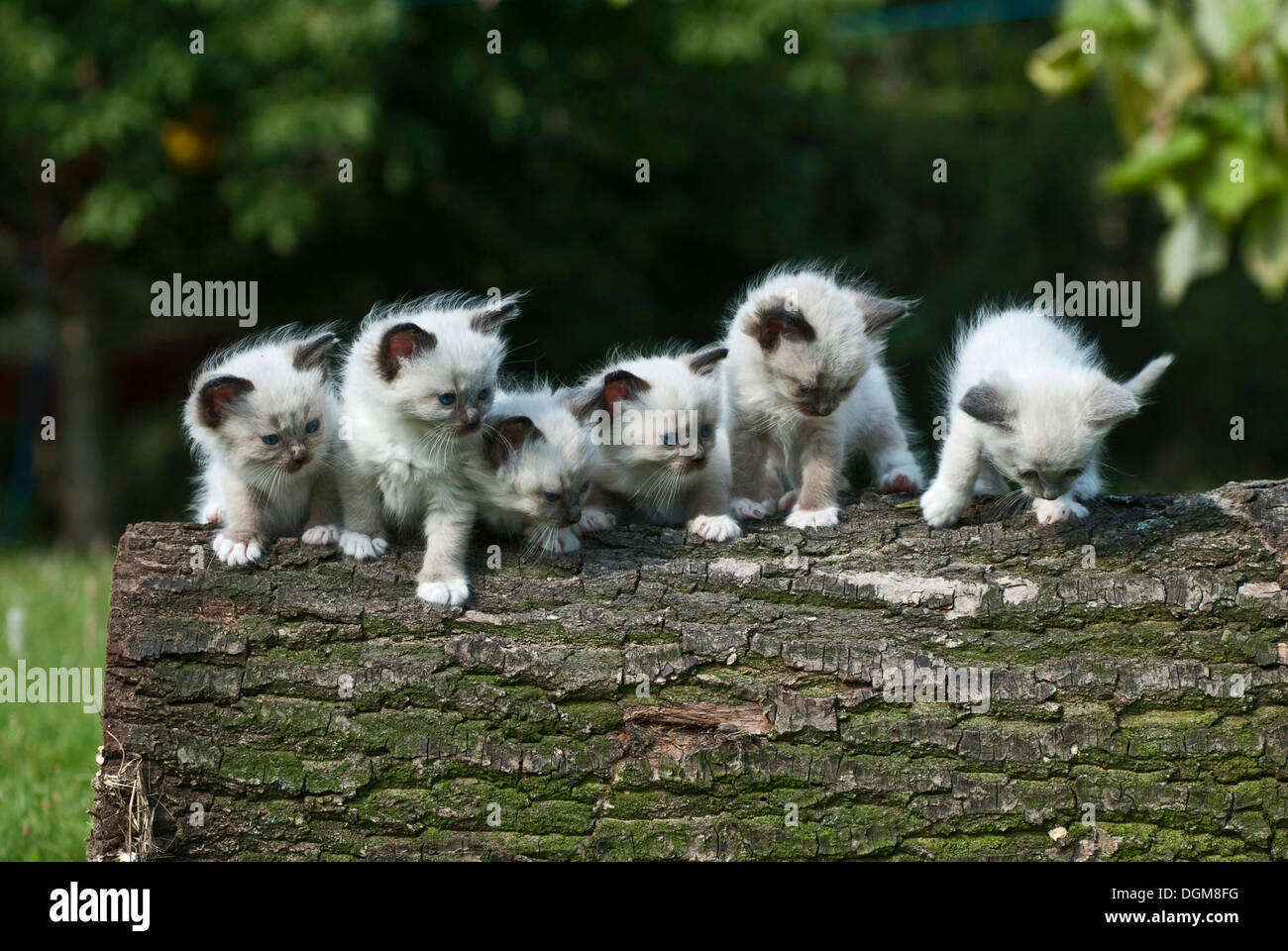 Radoll kitten hi-res stock photography and images - Alamy