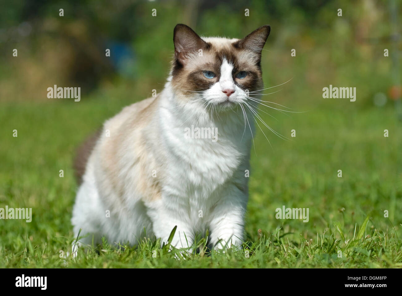 Ragdoll cat hi-res stock photography and images - Alamy