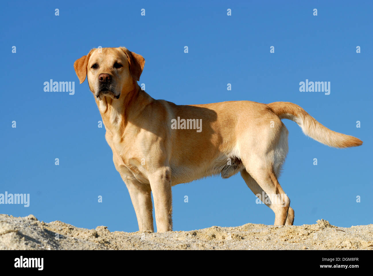 Blond Labrador Retriever standing on a sand dune Stock Photo - Alamy
