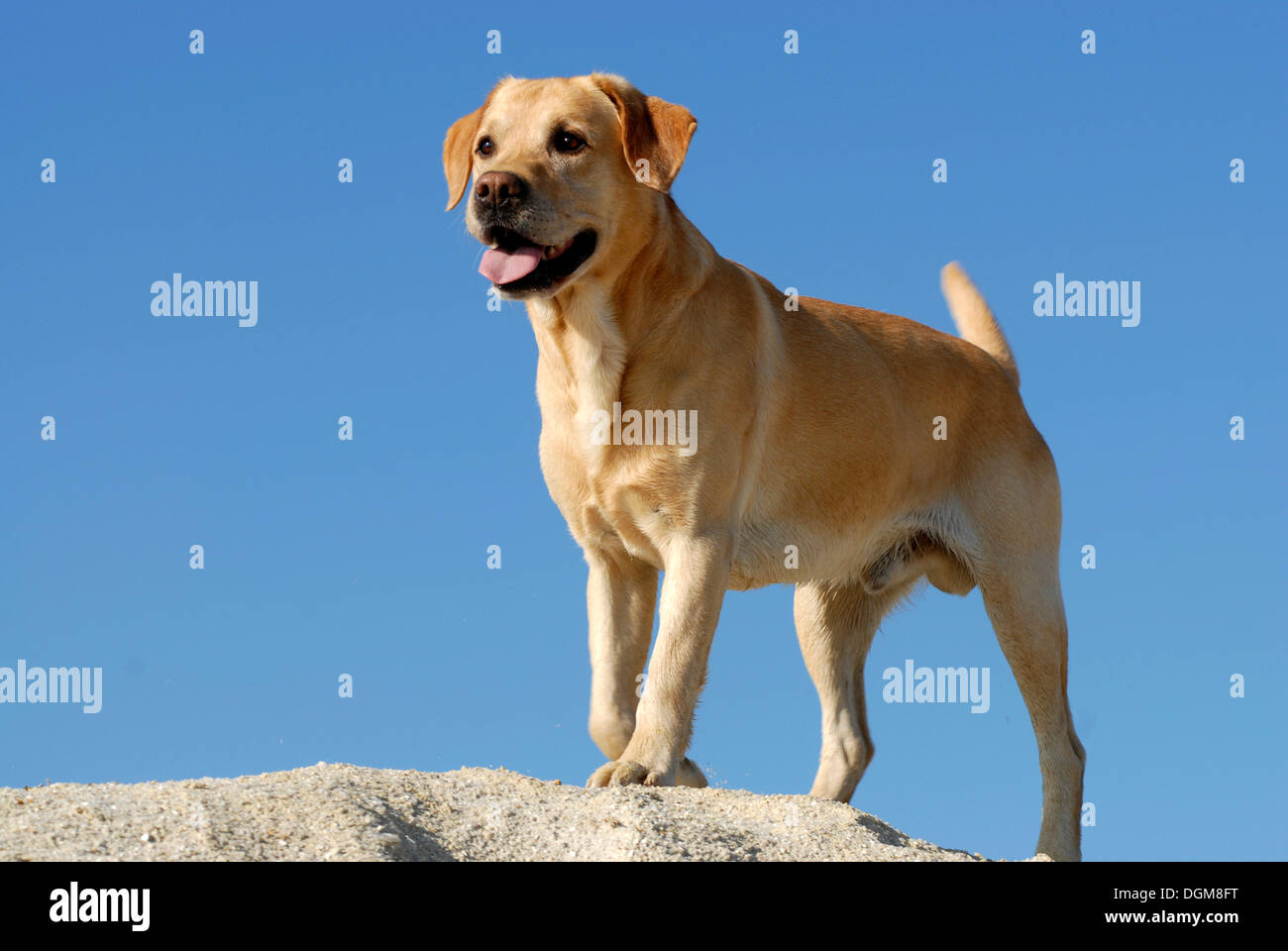 Blond Labrador Retriever standing on a sand dune Stock Photo - Alamy