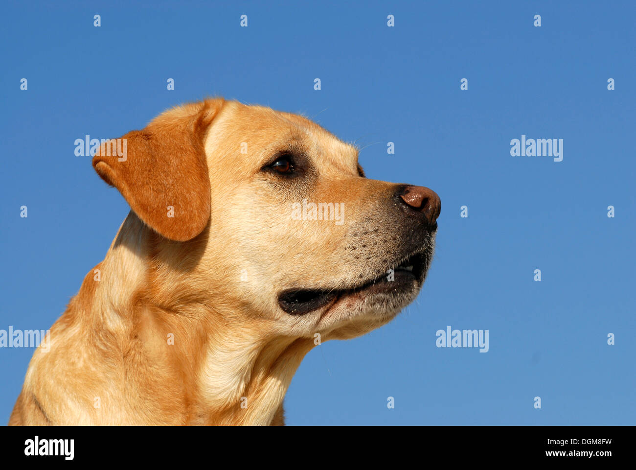 Blond Labrador Retriever, portrait Stock Photo - Alamy