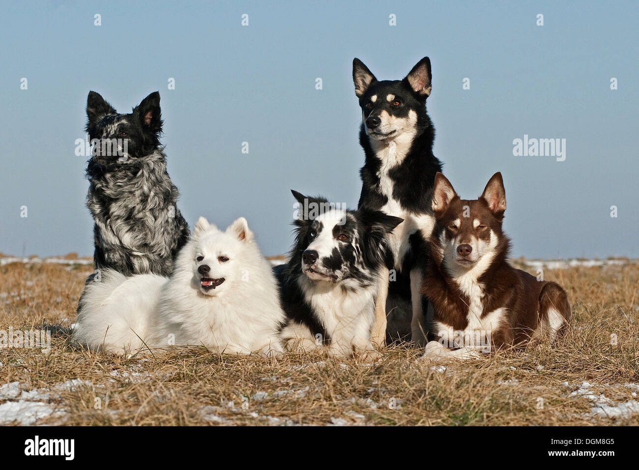 Group photo, Mudi, Japanese Spitz, Border Collies and Lapinporokoira ...