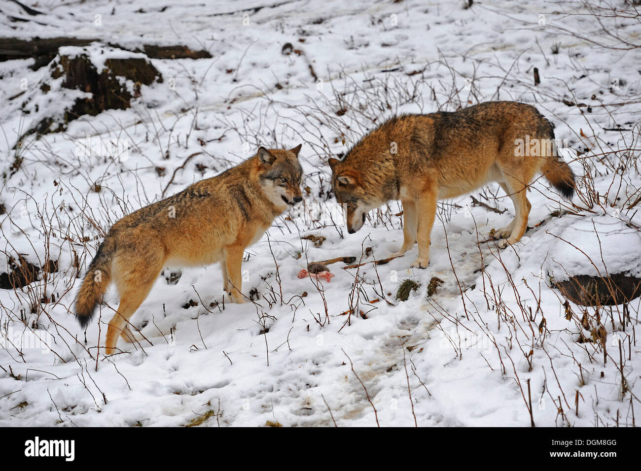Wolves (Canis lupus), fighting over the remains of the prey Stock Photo ...