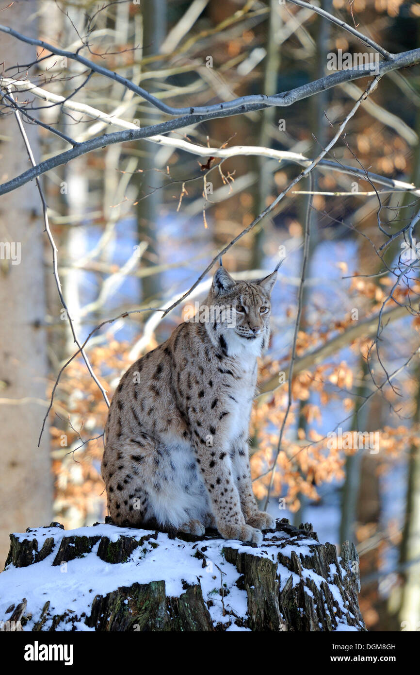 Carpathian Lynx (Lynx lynx carpathicus) sitting on a tree trunk in ...