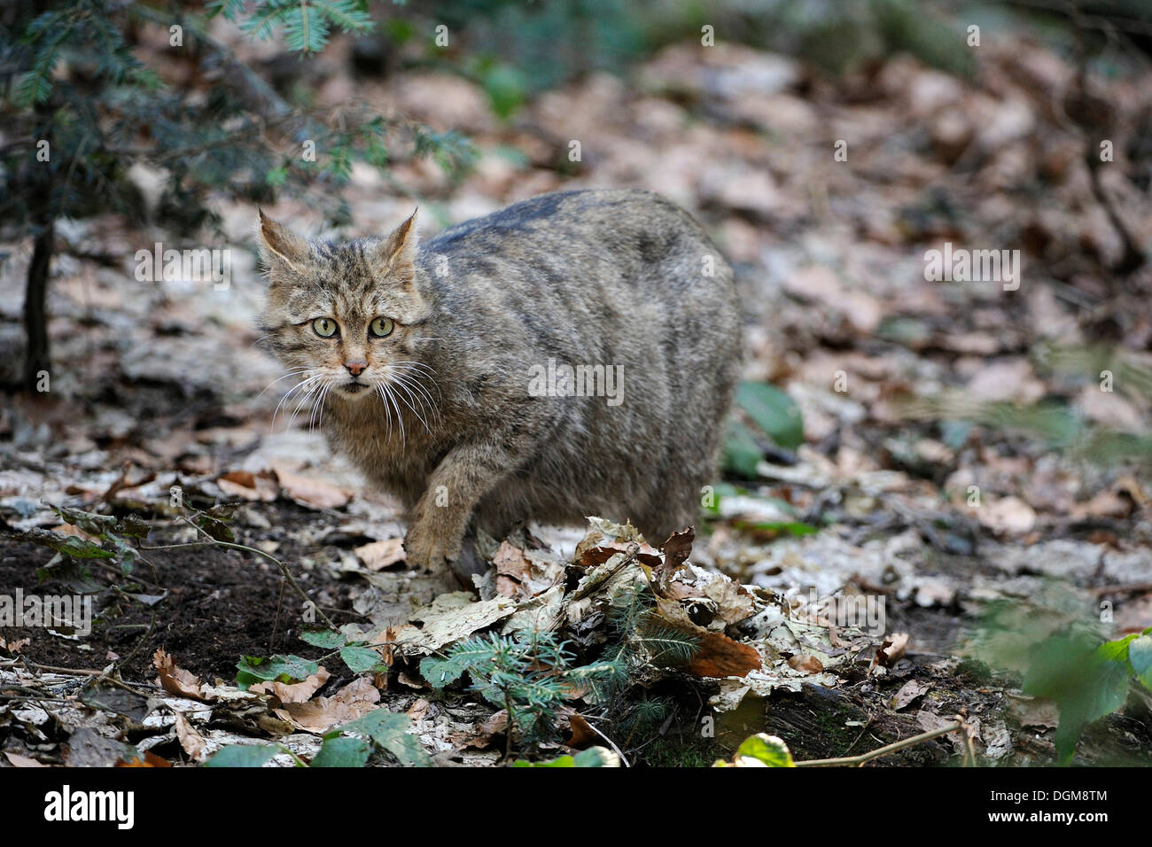 European Wildcat (Felis silvestris) wandering through its territory ...