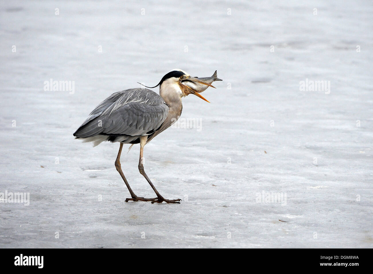 Grey heron eating fish hi-res stock photography and images - Alamy
