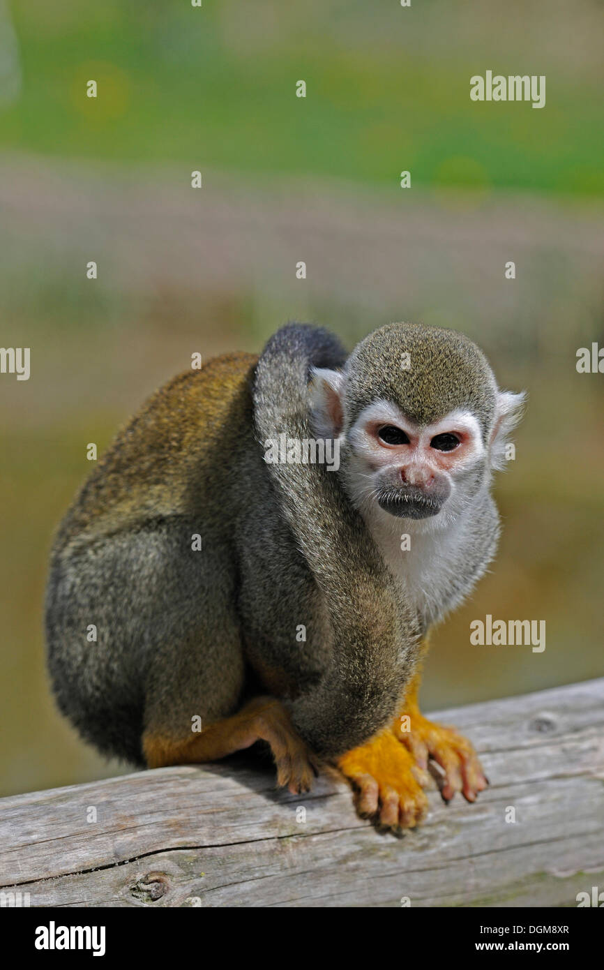 Squirrel monkey (Saimiri sciureus), South America Stock Photo - Alamy