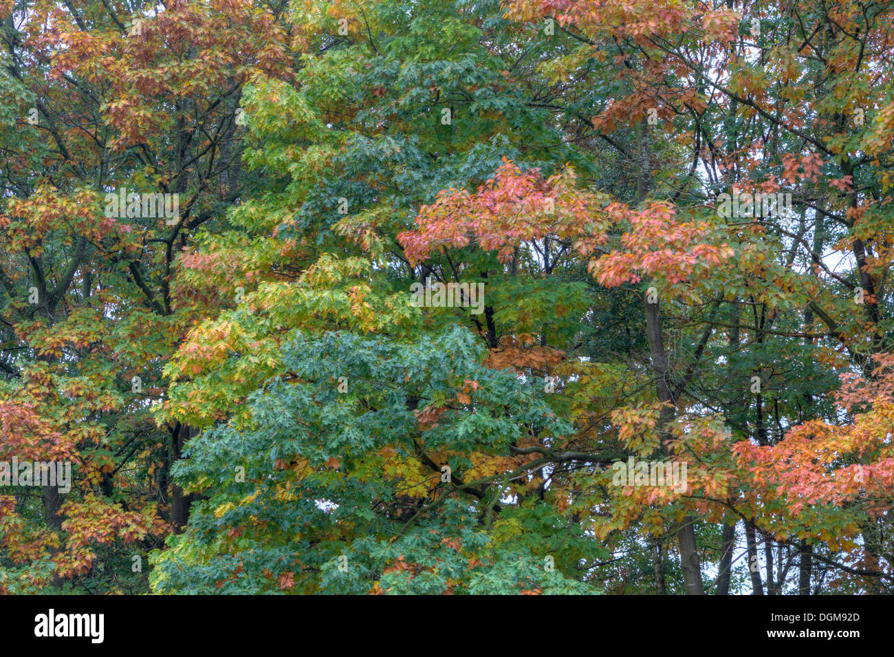 Autumn Trees in Forestry Hooghalen, Netherlands Stock Photo - Alamy
