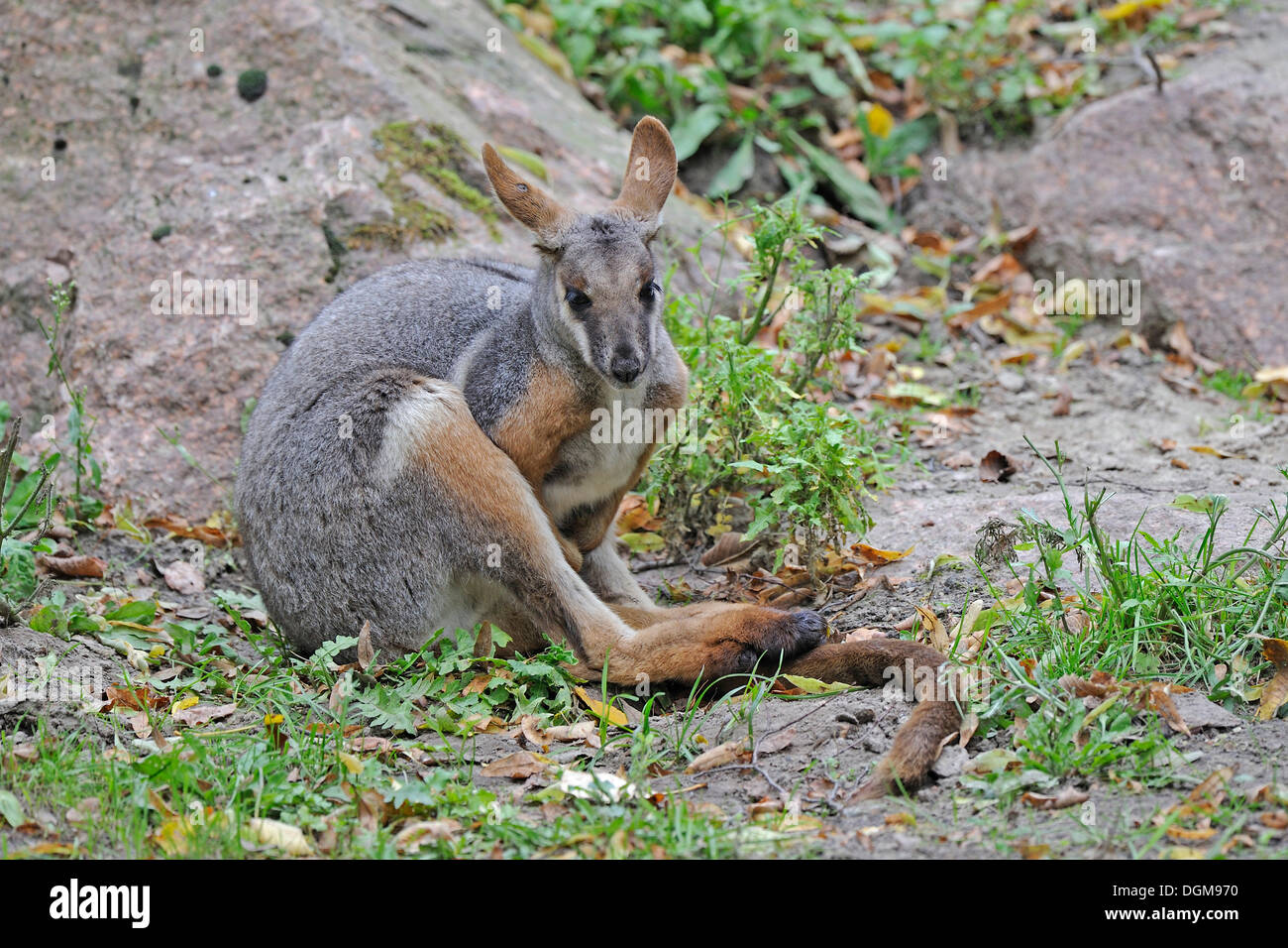 Yellow-footed Rock-wallaby (Petrogale xanthopus), Australia Stock Photo ...