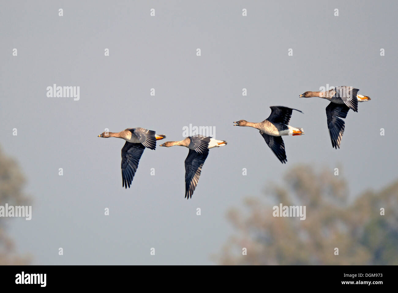 Shot during migration hi-res stock photography and images - Alamy