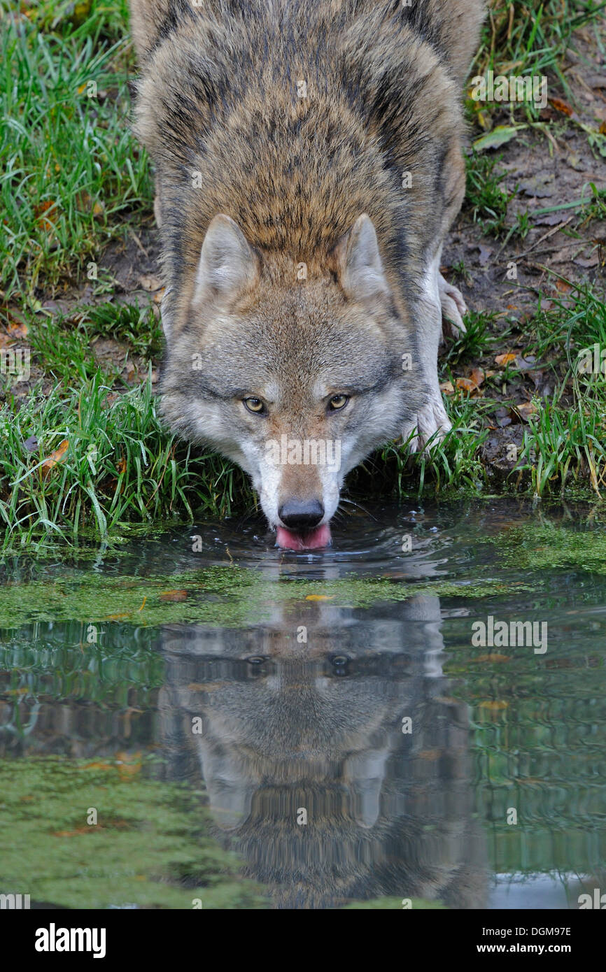 Grey wolf (Canis lupus), drinking water from a pond Stock Photo - Alamy