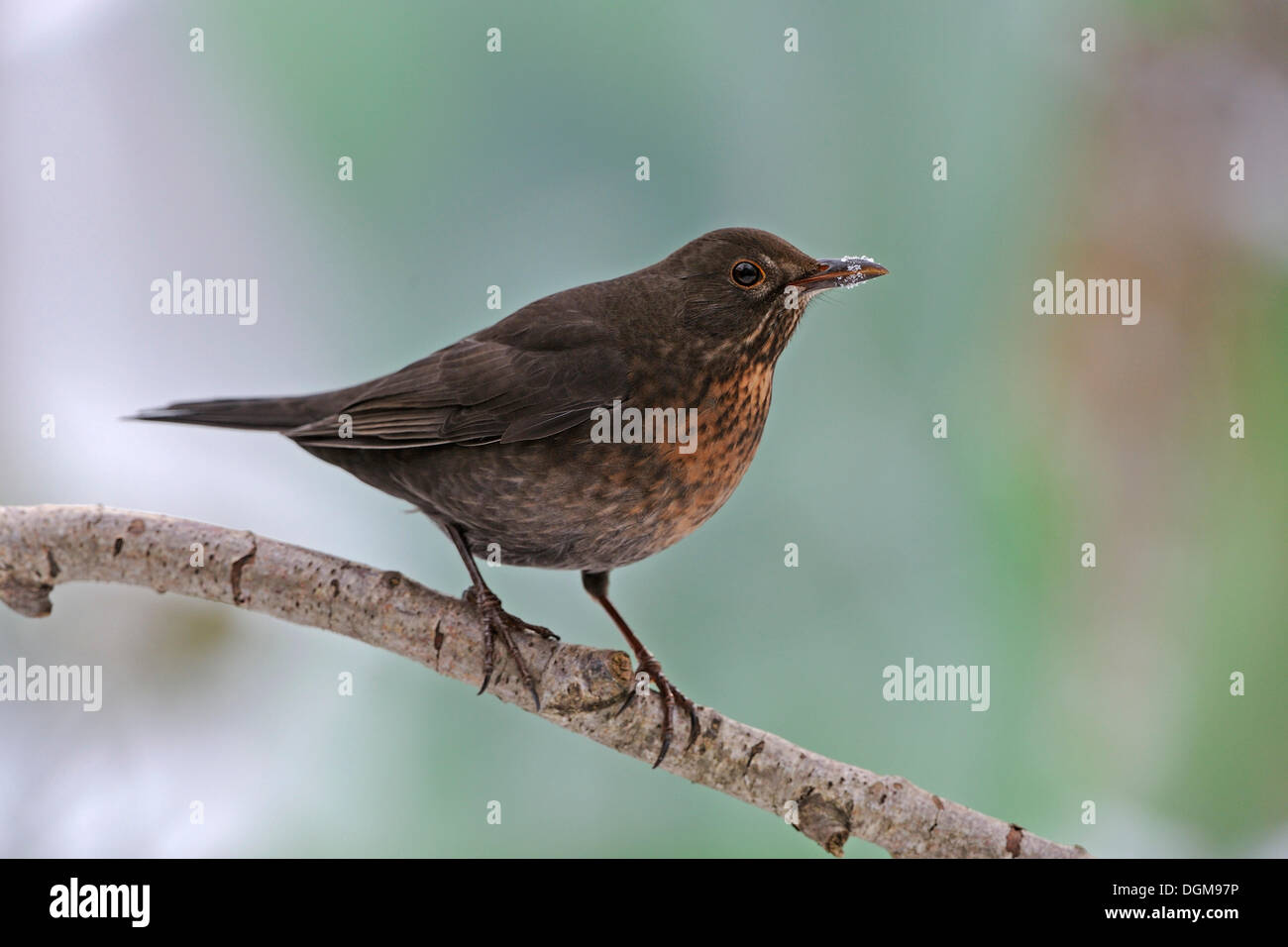 Blackbird (Turdus merula), female Stock Photo - Alamy