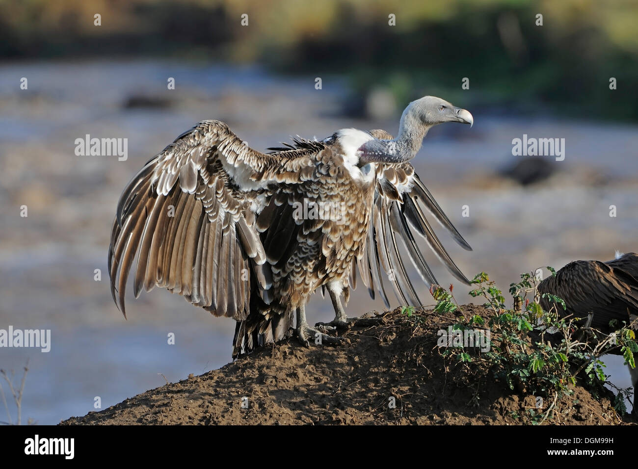 Rueppell's Vulture (Gyps rueppellii), Masai Mara, Kenya, Africa Stock ...