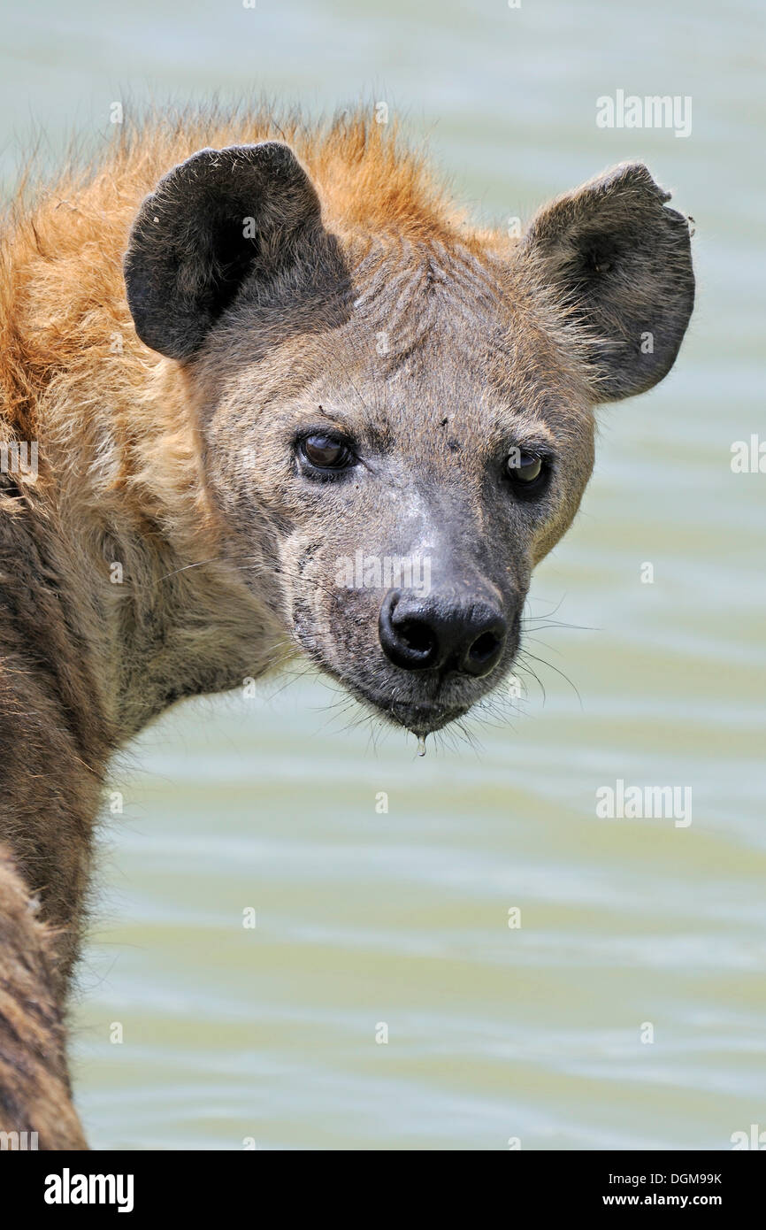 Hyenas in water hi-res stock photography and images - Alamy