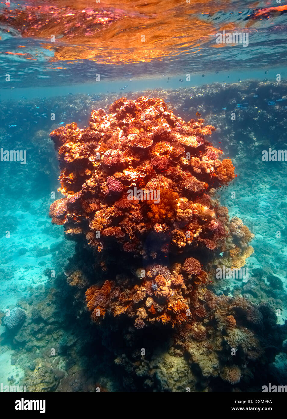 Deep sea animals hi-res stock photography and images - Alamy