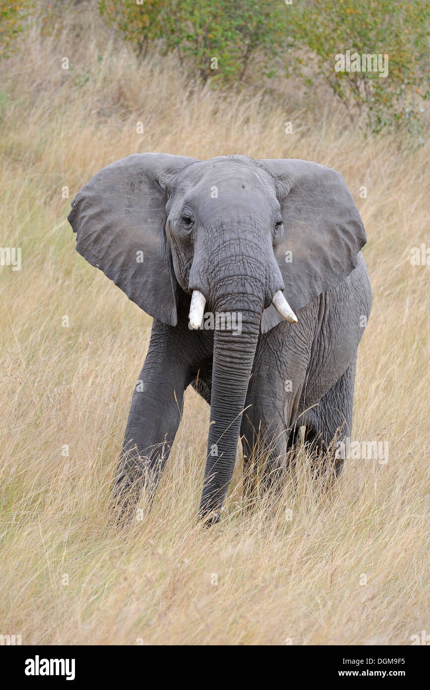 Adolescent male elephants hi-res stock photography and images - Alamy