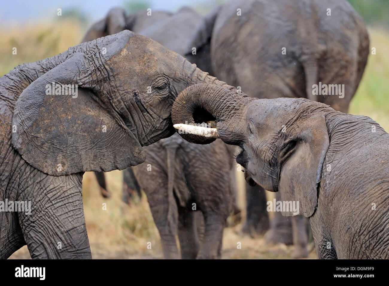 Elephants testing hi-res stock photography and images - Alamy