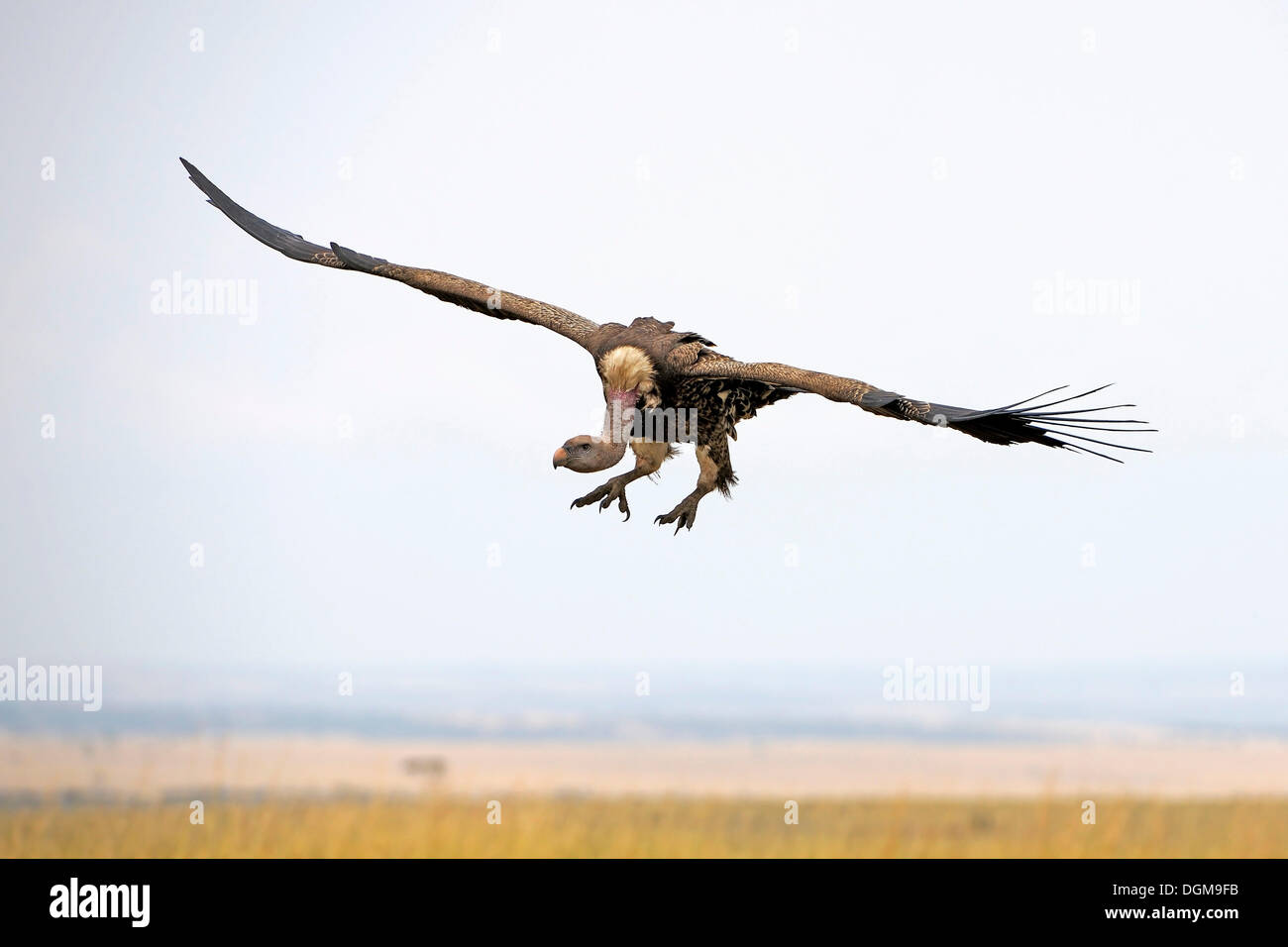 Ruppells Griffin Vulture High Resolution Stock Photography and Images ...