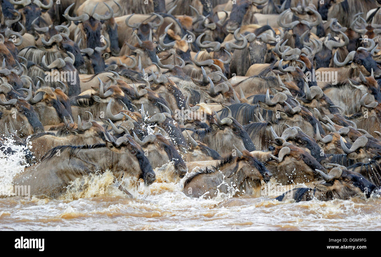 Mammal gnu migration High Resolution Stock Photography and Images - Alamy