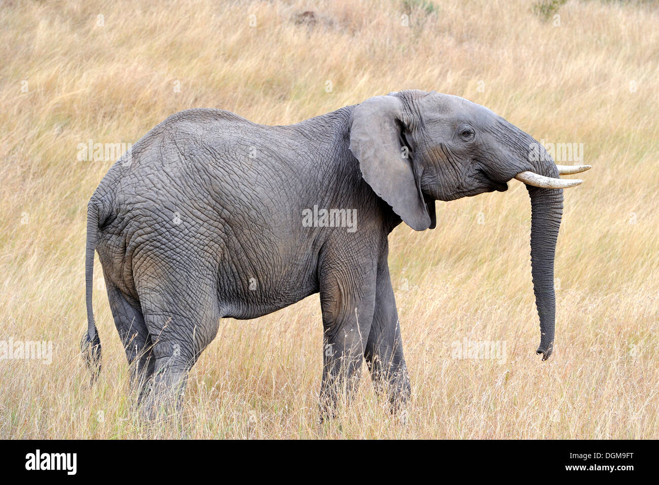 African bush elephant (Loxodonta africana), adolescent male, bull ...