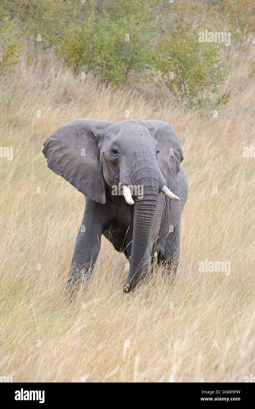 African bush elephant (Loxodonta africana), adolescent male, bull ...