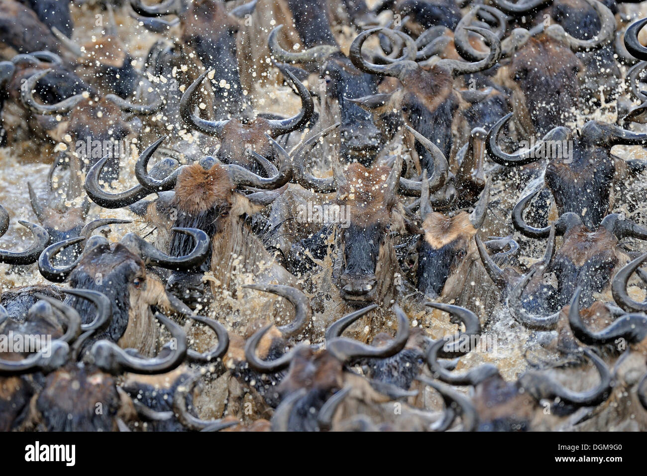 Wildebeest (Connochaetes taurinus) crossing the Mara River, gnu ...