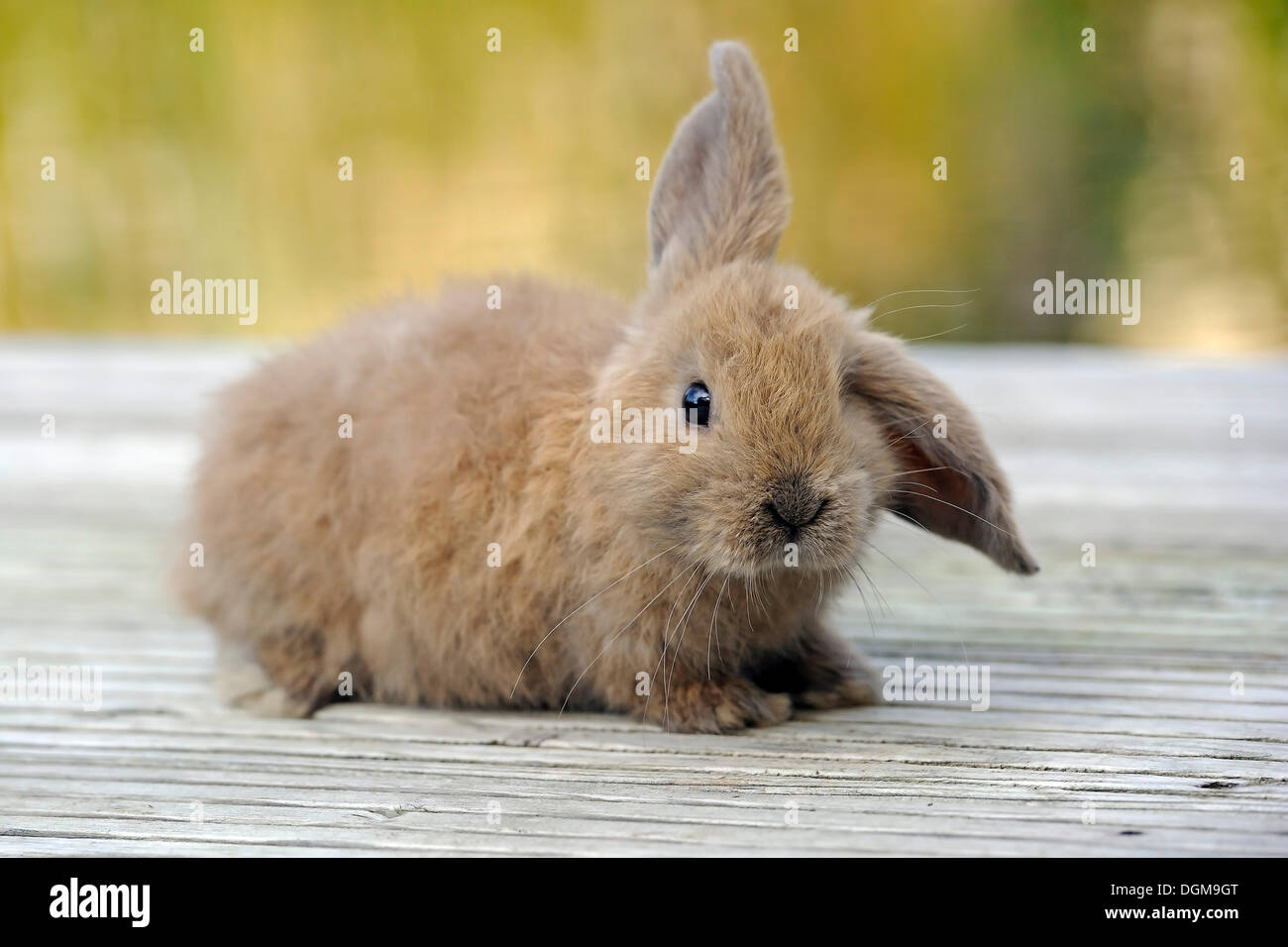 Young Domestic Rabbit (Oryctolagus cuniculus forma domestica) with ...