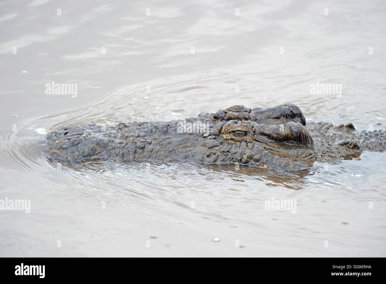 Common crocodile hi-res stock photography and images - Alamy