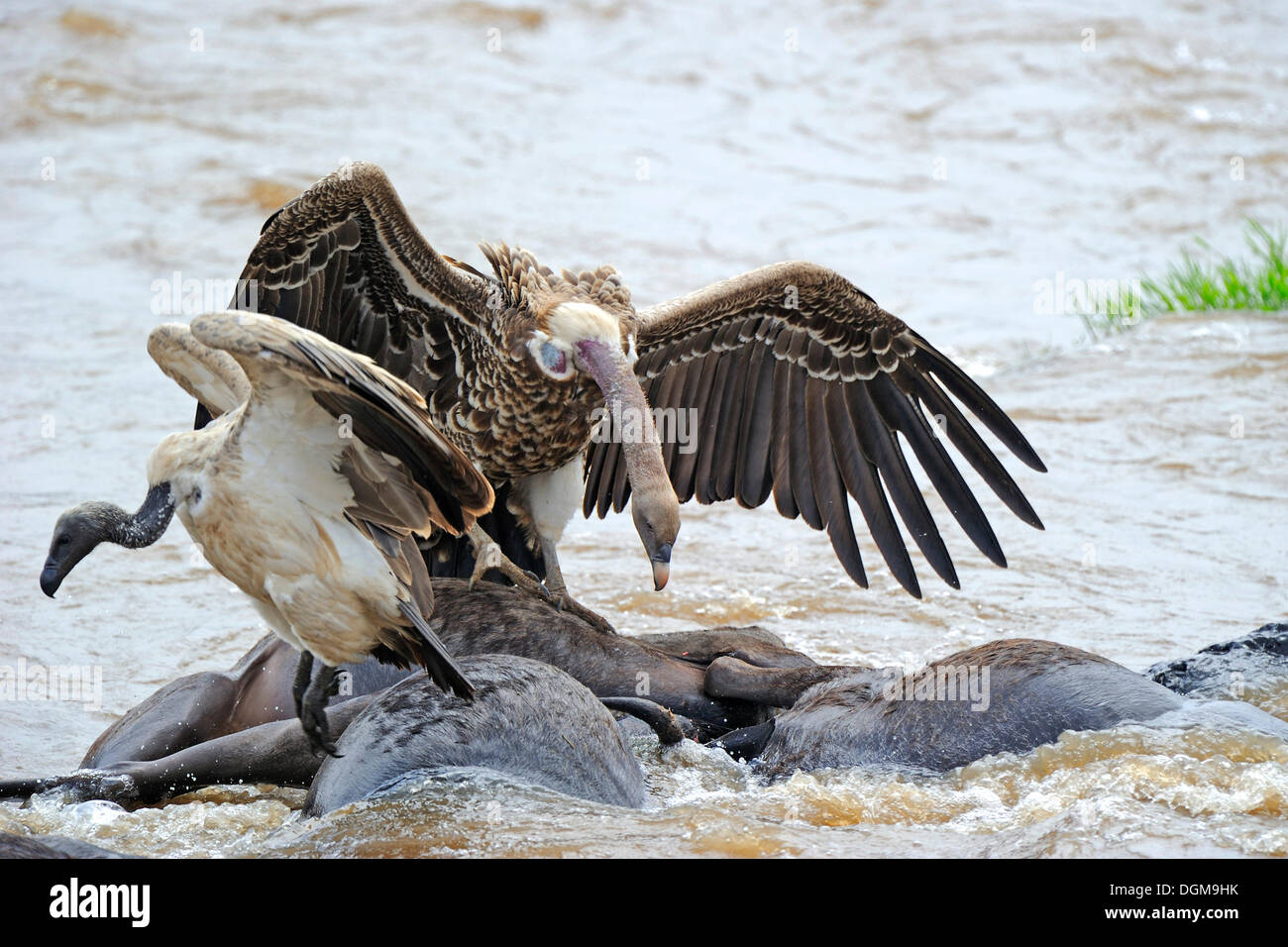 Rueppell's Vulture (Gyps rueppellii), feeding on carcass of Blue or ...