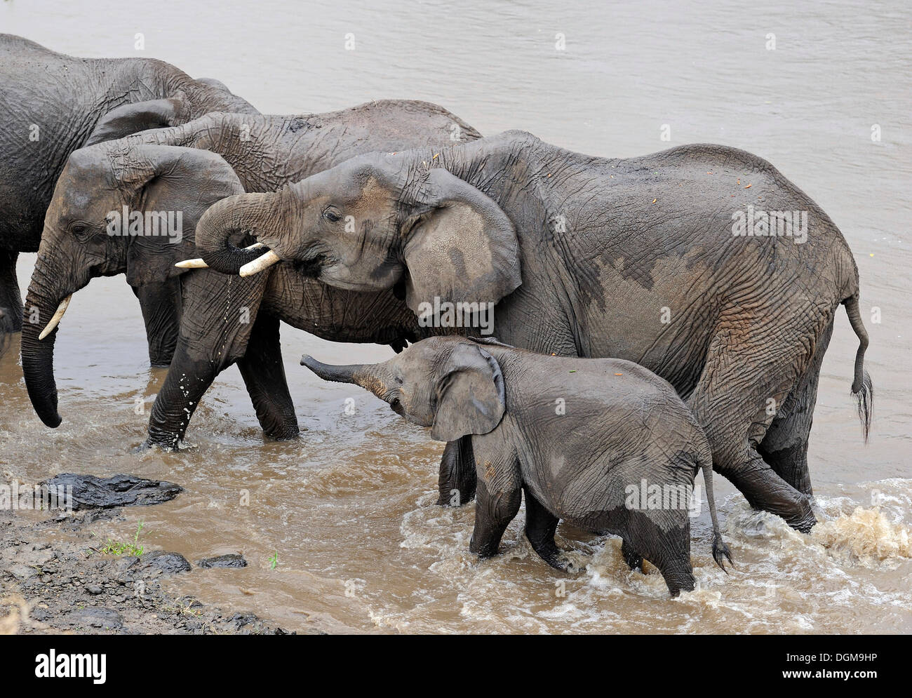 African savanna elephants hi-res stock photography and images - Alamy