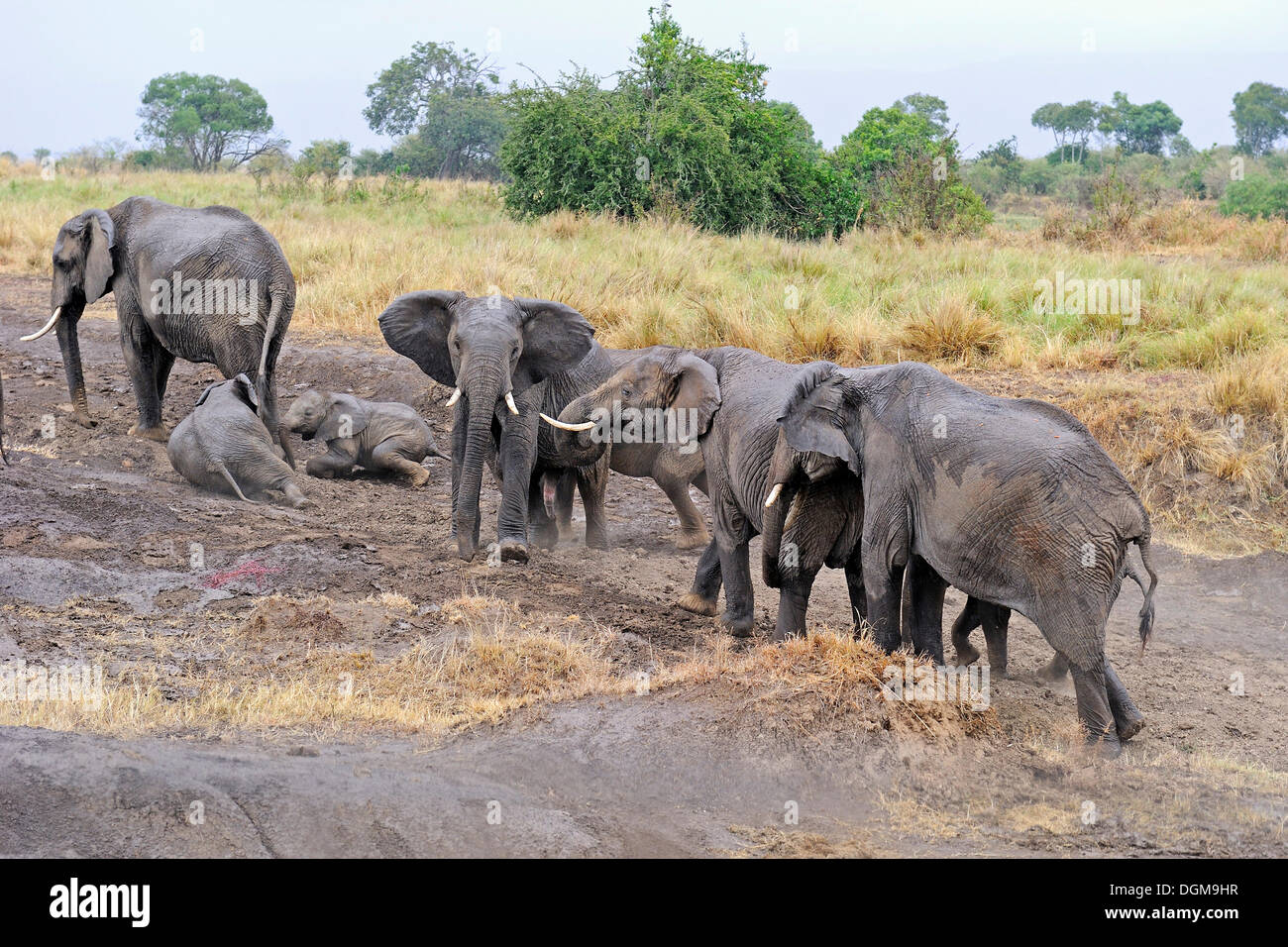 African Bush Elephant African Savanna High Resolution Stock Photography ...