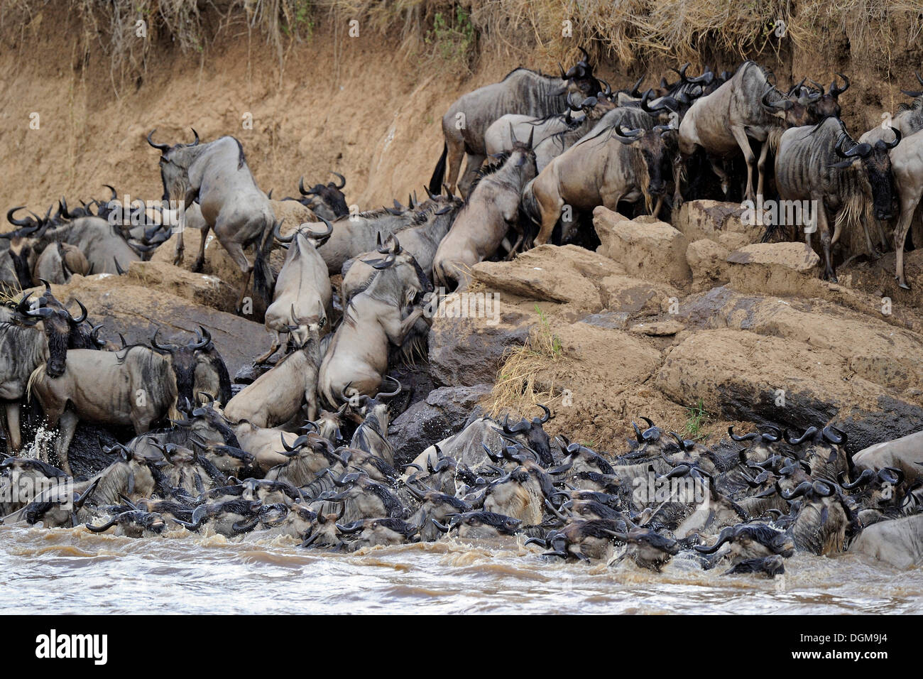 Blue or Common Wildebeest (Connochaetes taurinus), wildebeest migration ...