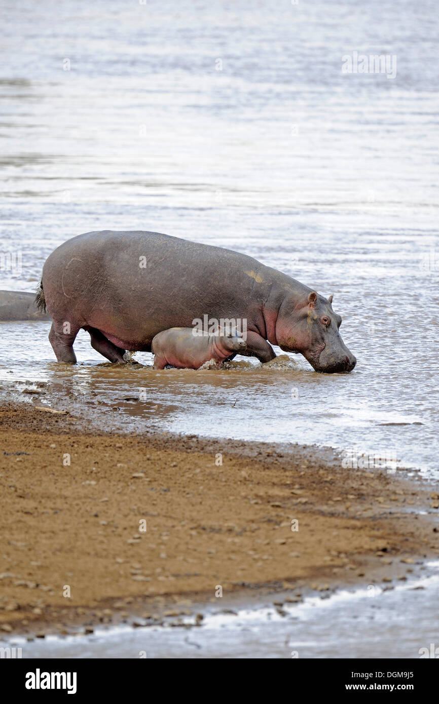 Side view of hippo hi-res stock photography and images - Alamy